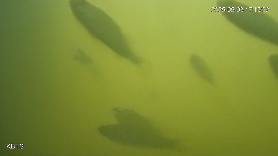 Fish Updates — The Fish Doorbell