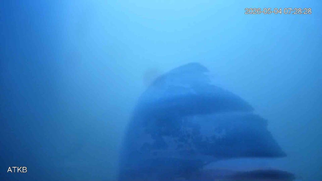 Fish Updates — The Fish Doorbell